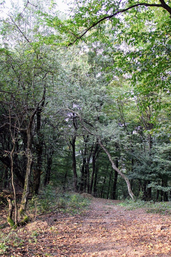 Road Entering a Deciduous Forest Stock Image - Image of dried ...