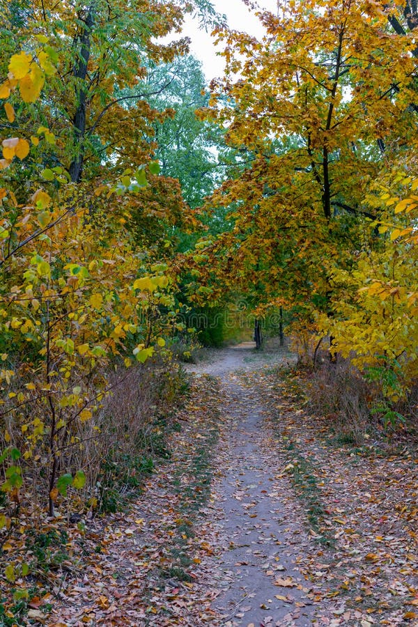 The Road is Everywhere in the Autumn Multi-colored Forest Stock Photo ...