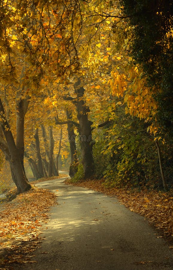 Road with Fall Foliage Tree Stock Photo - Image of rural, dark: 165051902