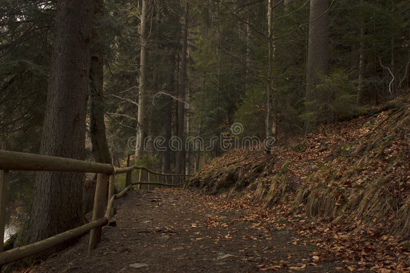 Road with fence in forest stock photo. Image of wooden - 53826240
