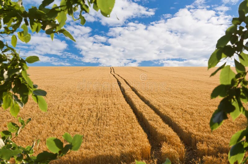 Road in field stock image. Image of dusk, agriculture - 18070705