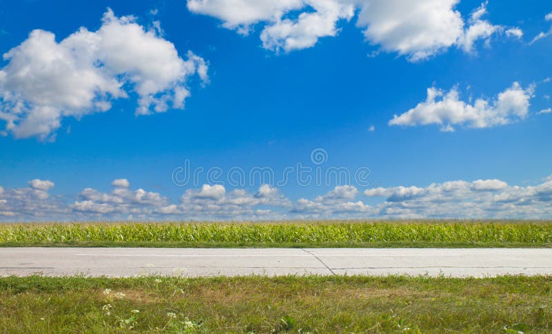Road in field stock image. Image of horizontal, mammal - 21041667