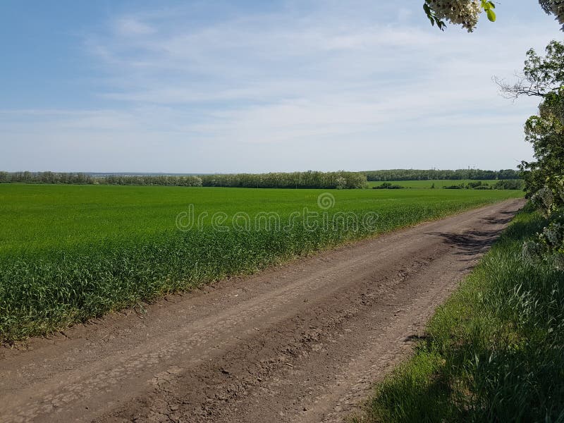 Road through the field stock image. Image of road, field - 148241697