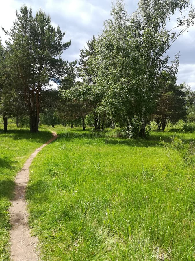 Road in field stock image. Image of pine, forest, road - 119853433