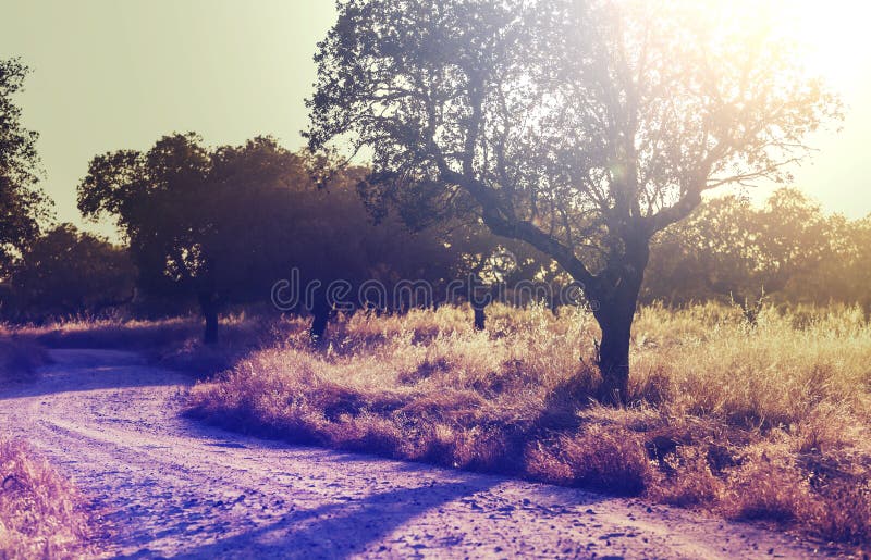 Road in field stock image. Image of field, sunrise, serenity - 54876879