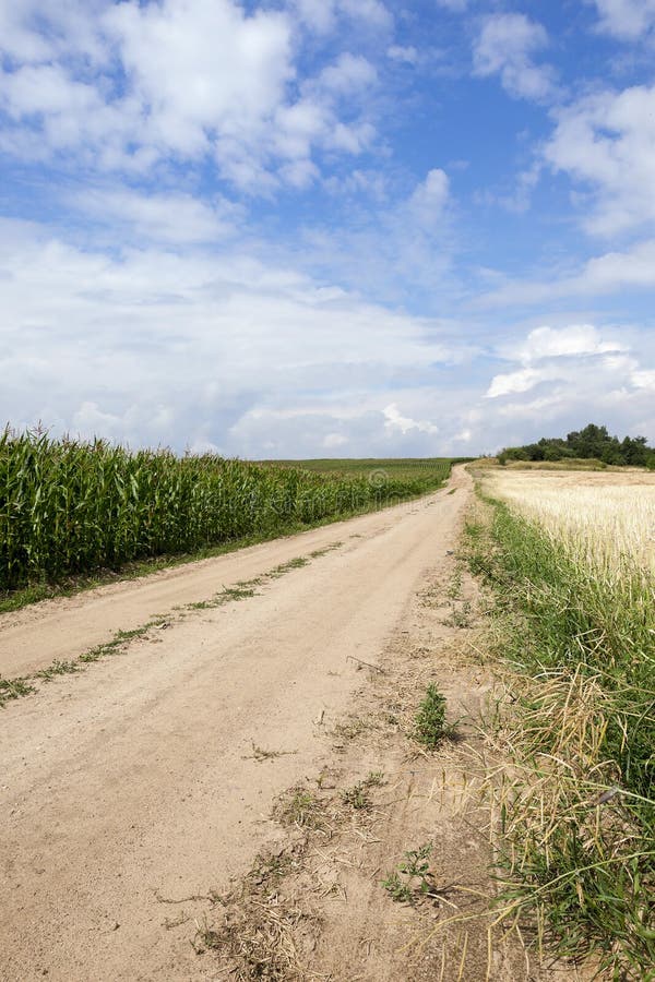 Road in a field stock photo. Image of outdoors, canola - 68960830