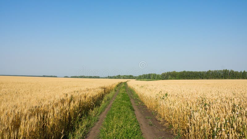 Road in a field stock photo. Image of warm, green, summer - 75075218