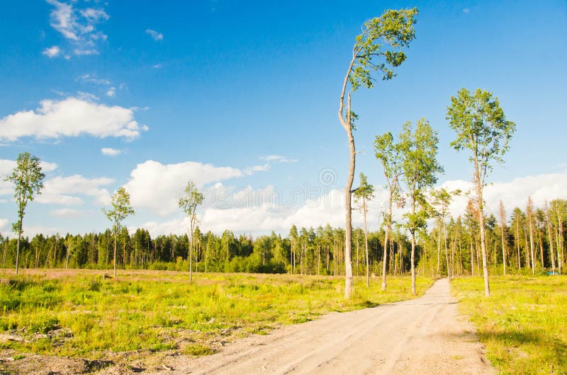 Road through the Field and a Pine Forest Stock Image - Image of road ...