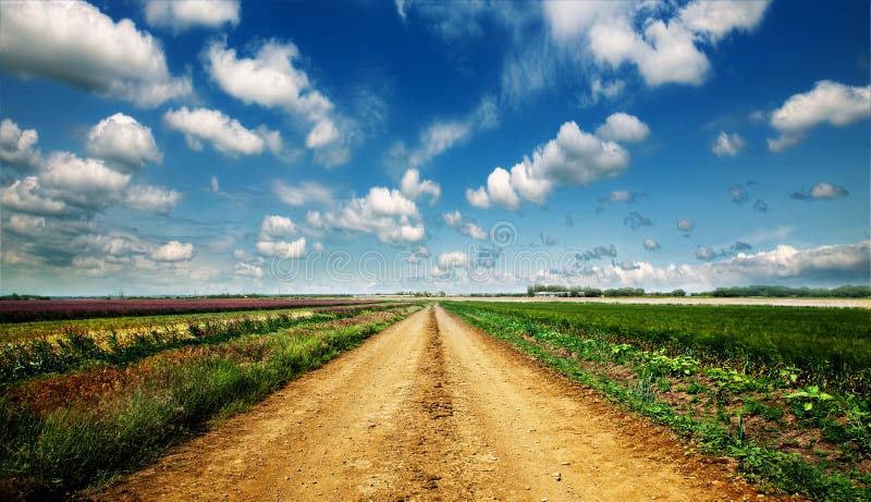 Road in field stock image. Image of horizontal, mammal - 21041667