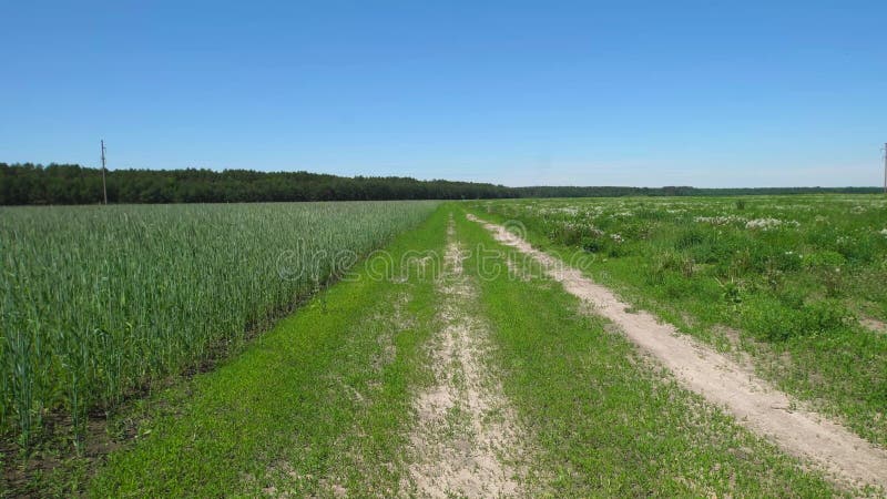 Road on a Field Sown with Rye. Stock Footage - Video of agriculture ...