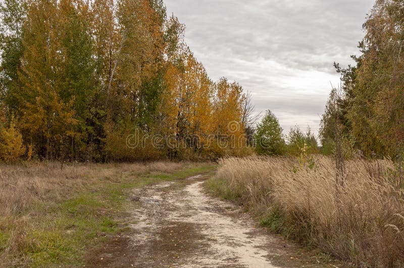 Road in a Field among Tall Yellow Grass and Yellow Trees Stock Photo ...