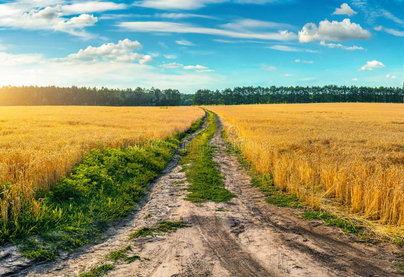 Road through Field with Wheat Stock Image - Image of forest, dirt ...