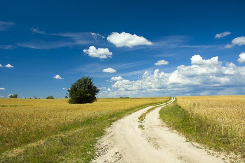 Road through Fields of Grain and Blue Sky Stock Photo - Image of ...