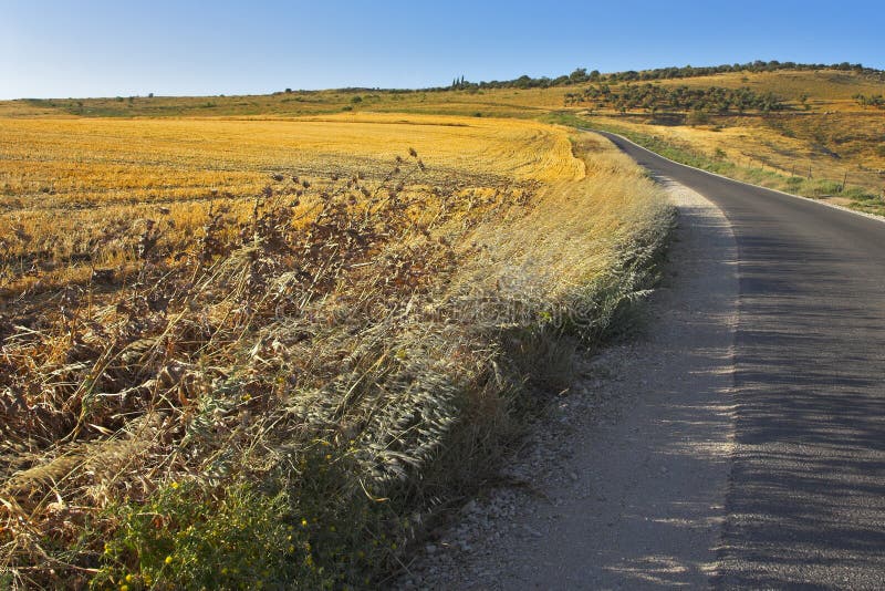 Road through fields stock image. Image of reap, seed - 175262919