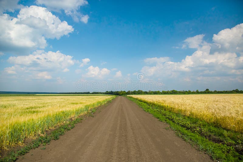 Road between fields stock photo. Image of crop, environment - 119527300