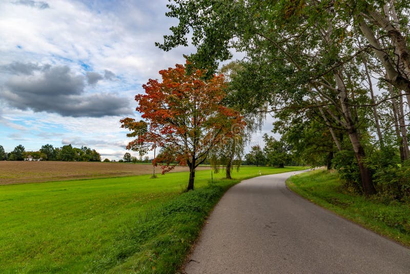 Road between Fields. Trees Near a Road Stock Image - Image of liberty ...