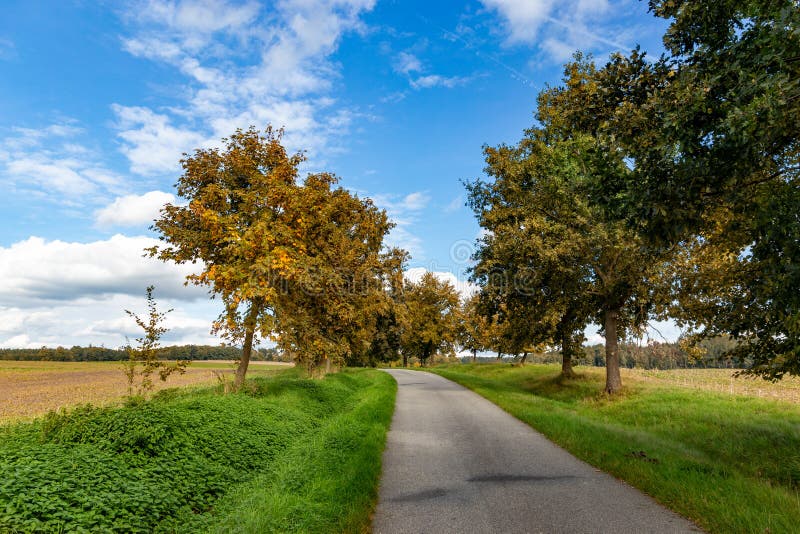 Road between Fields. Trees Near a Road Stock Photo - Image of nature ...