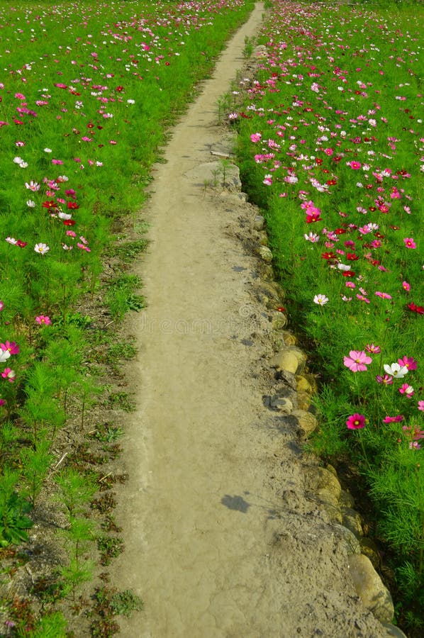 Road of flora. stock image. Image of dramatic, clumps - 53009213