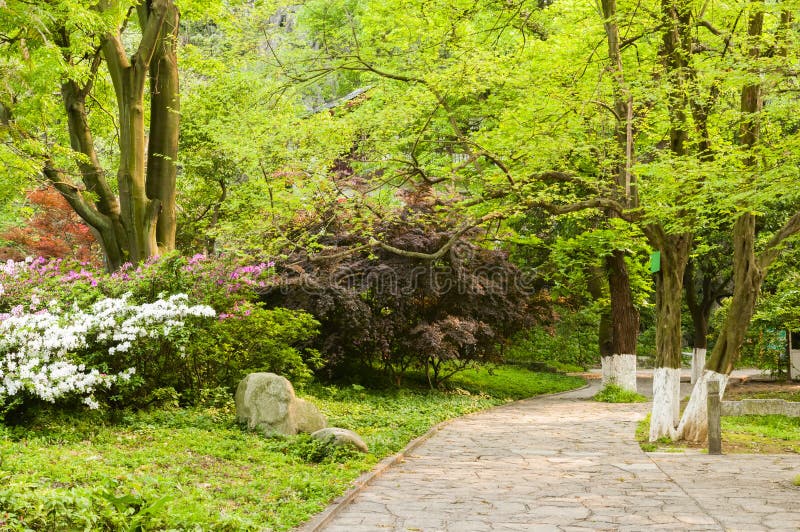 Garden road stock image. Image of palm, cultured, garden - 31163973