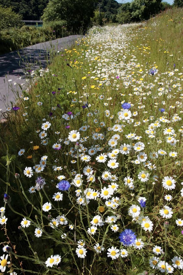 Road flowers stock photo. Image of landscape, bloom, floral - 10686518