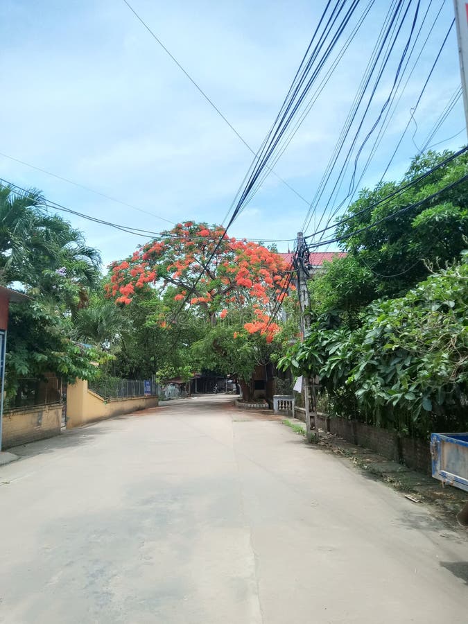Road with Flowers between Trees Stock Photo - Image of garden, look ...