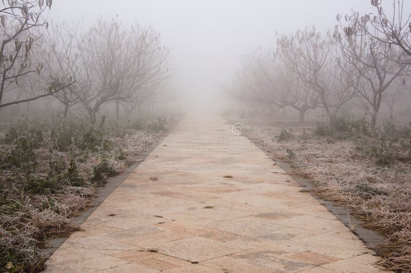 Road in fog stock image. Image of gatden, danger, road - 28203141
