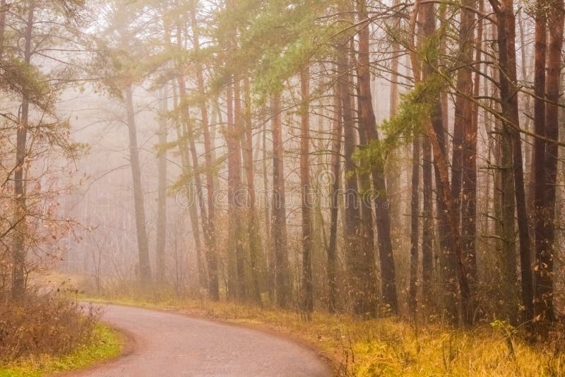 Road fog in forest stock image. Image of black, weather - 31481201