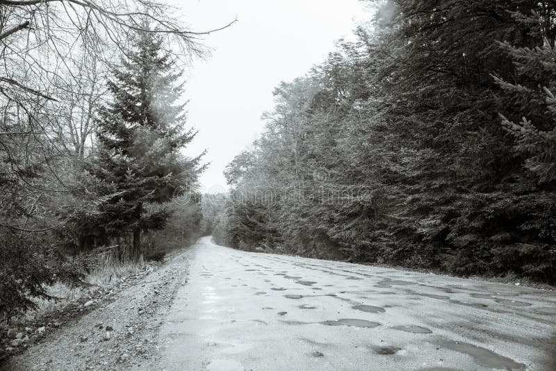 Road in a foggy forest stock photo. Image of foggy, landscape - 26753276