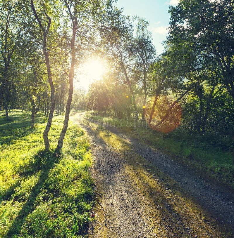 Road in forest stock image. Image of season, road, summer - 54185693