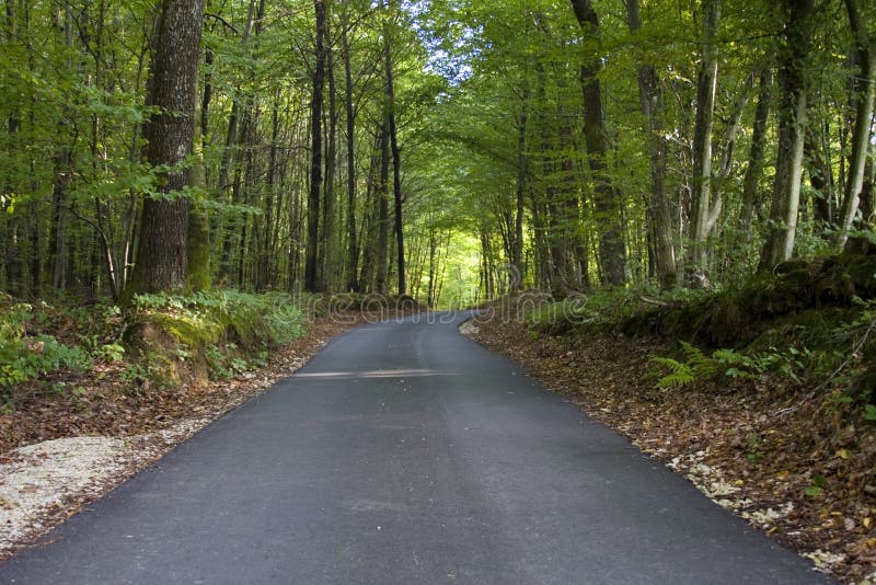 Road through forest stock photo. Image of countryside - 6517720