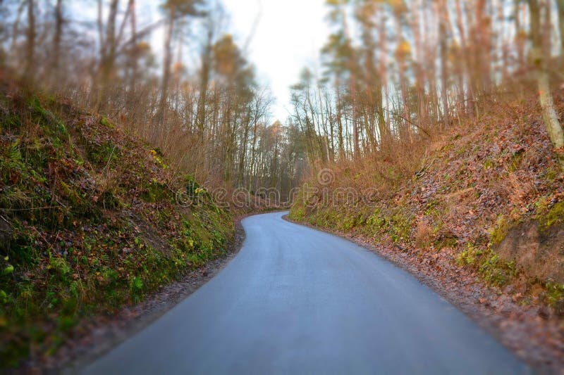 Road through the forest stock photo. Image of pine, landscape - 305569306