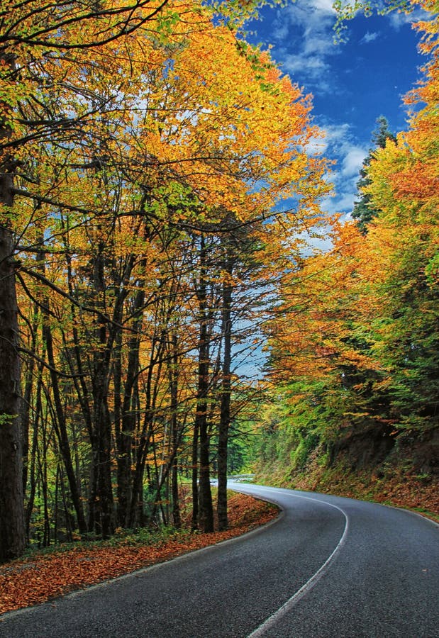 The Road through the Forest in Autumn Country Stock Image - Image of ...