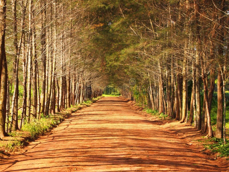 Road through the Forest at Bangka Botanical Garden Stock Photo - Image ...