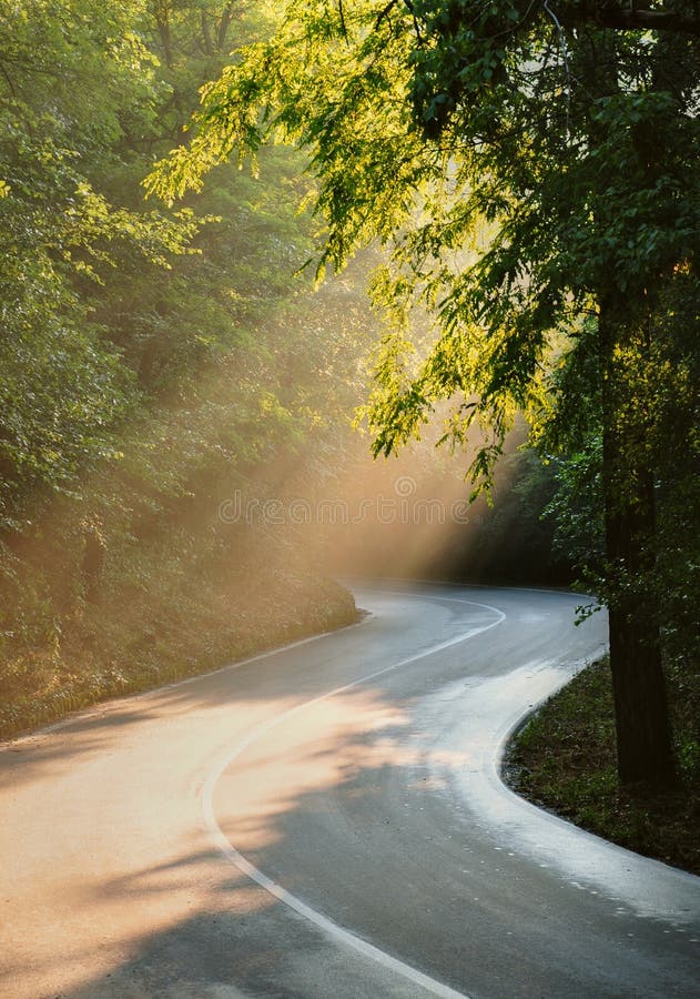 Road through the Forest with Beams of Light Stock Image - Image of ...
