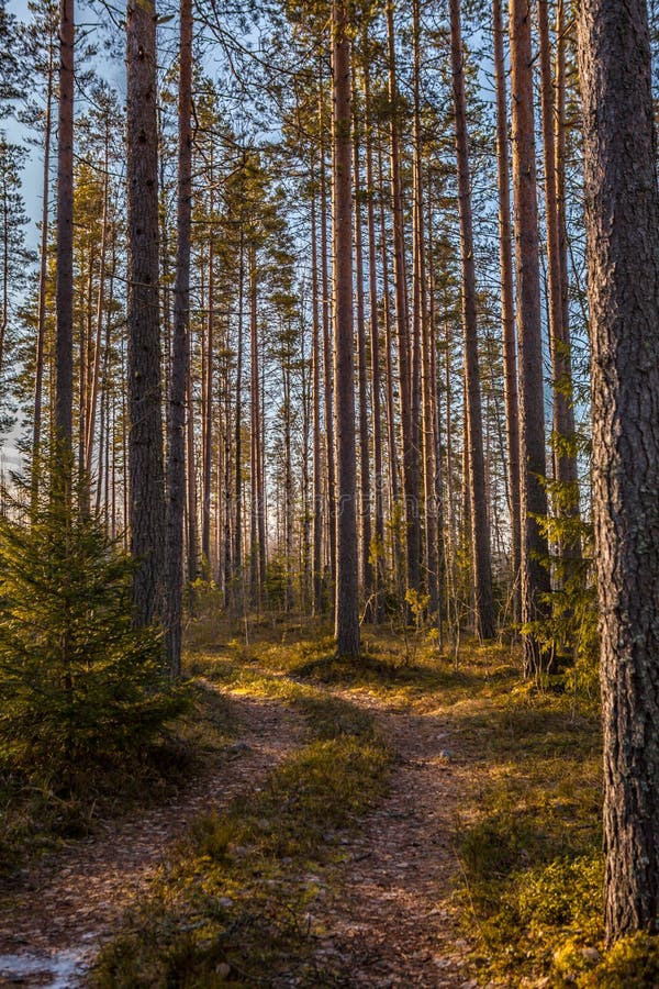 Road in the Forest. Beautiful Road through the Forest Stock Photo ...
