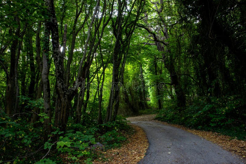 Road in the forest stock image. Image of scenic, wood - 293497163