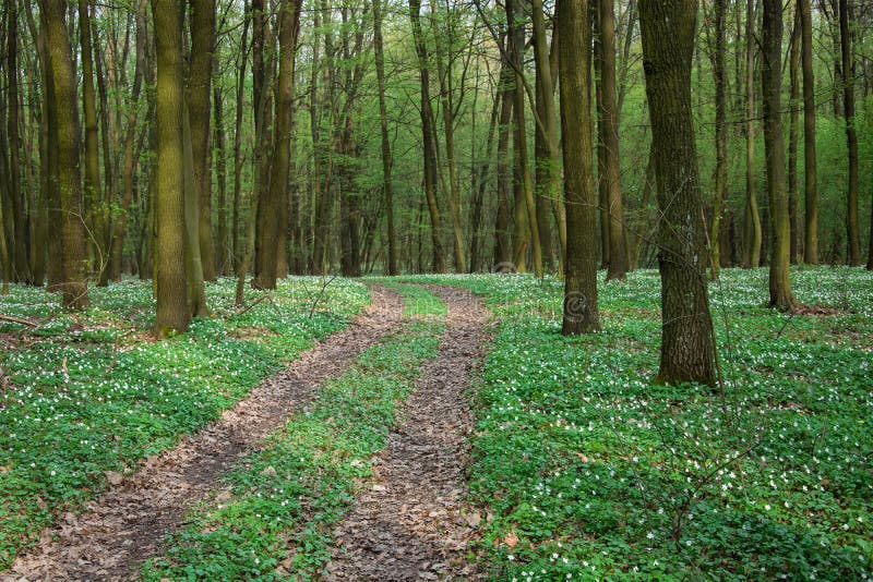 Road through the Forest and Blooming White Flowers Stock Photo - Image ...