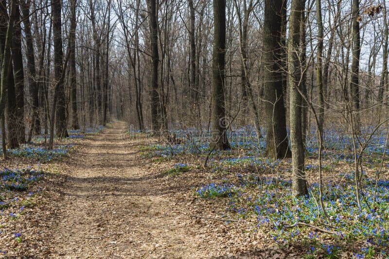 Road in the Forest with Blue Flowers Scilla Stock Image - Image of ...