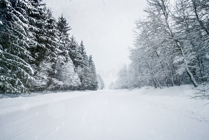 Road in Forest Covered with Snow on a Calm Snowy Day Stock Photo ...
