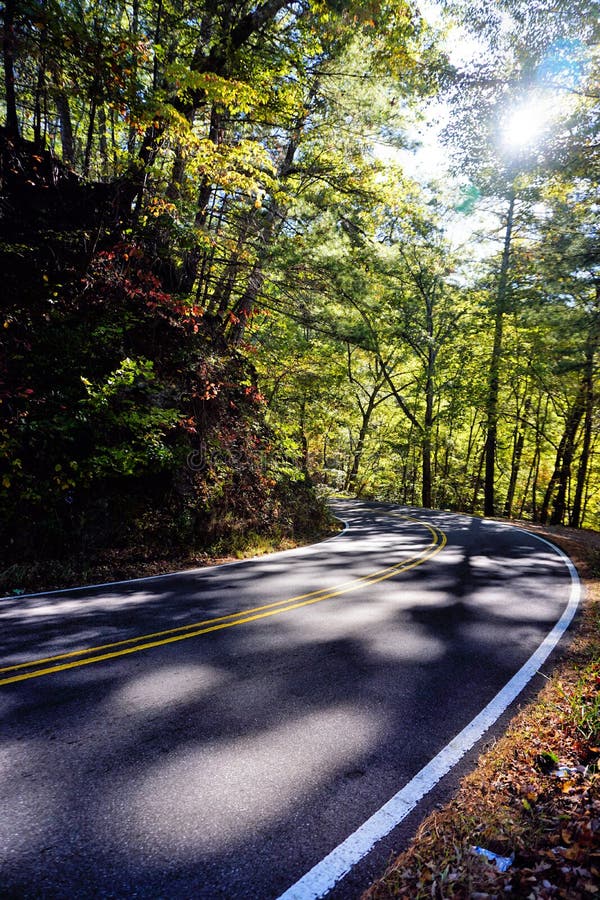 Road through a forest stock image. Image of summer, corner - 61133001