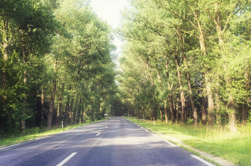 Road in forest stock photo. Image of tree, trees, moving - 36585116