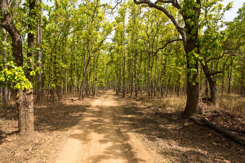 A Road in the Forest in Daytime Stock Image - Image of lush, outdoors ...