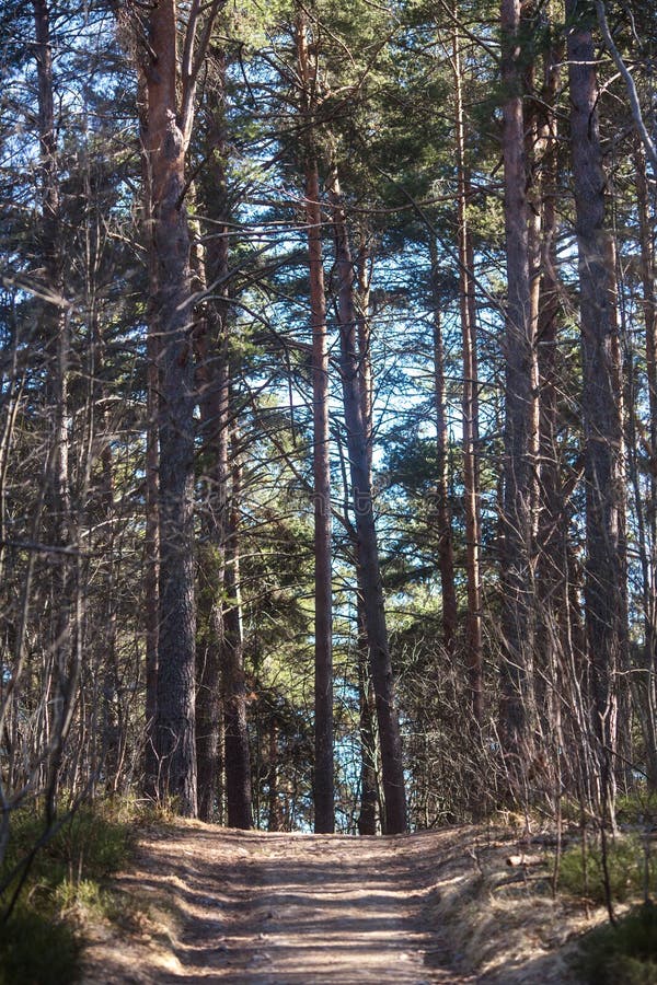 The Road in the Forest. Dirt Road through Deep Forest Stock Image ...