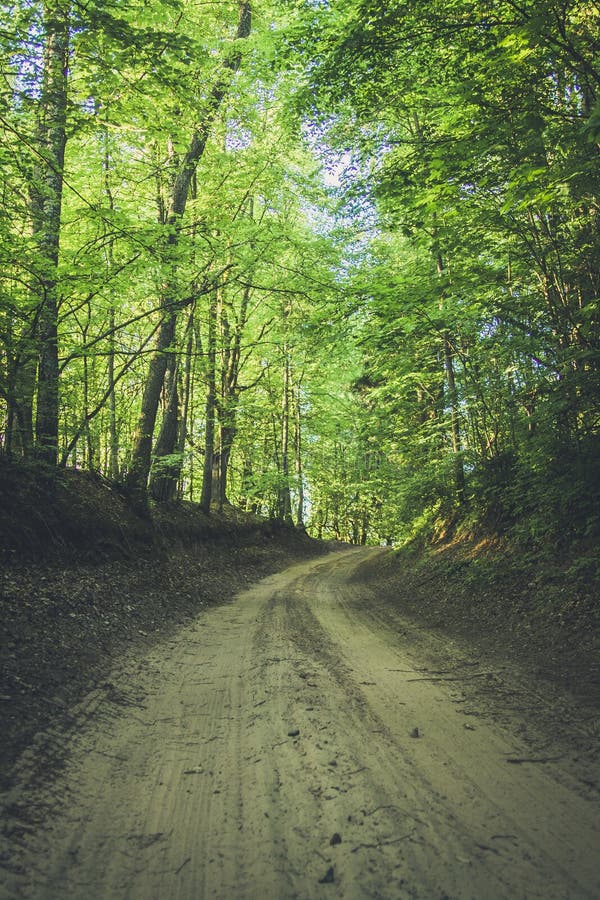 Road in the Forest Early Spring Morning Stock Image - Image of light ...