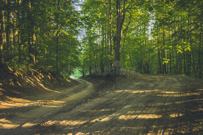 Road in the Forest Early Spring Morning Stock Image - Image of ...