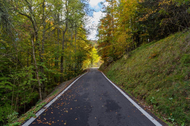 Road through a forest stock photo. Image of highway - 277822566