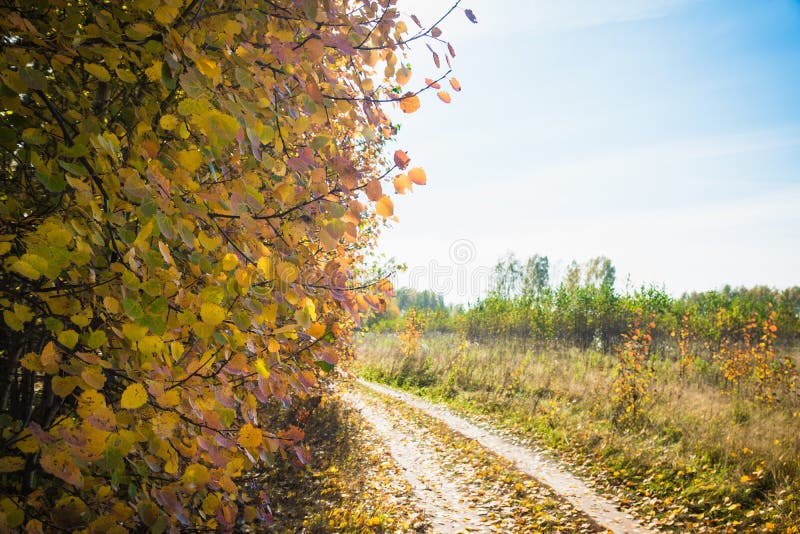 Road between Forest and Field Stock Photo - Image of summer, warm: 79583916