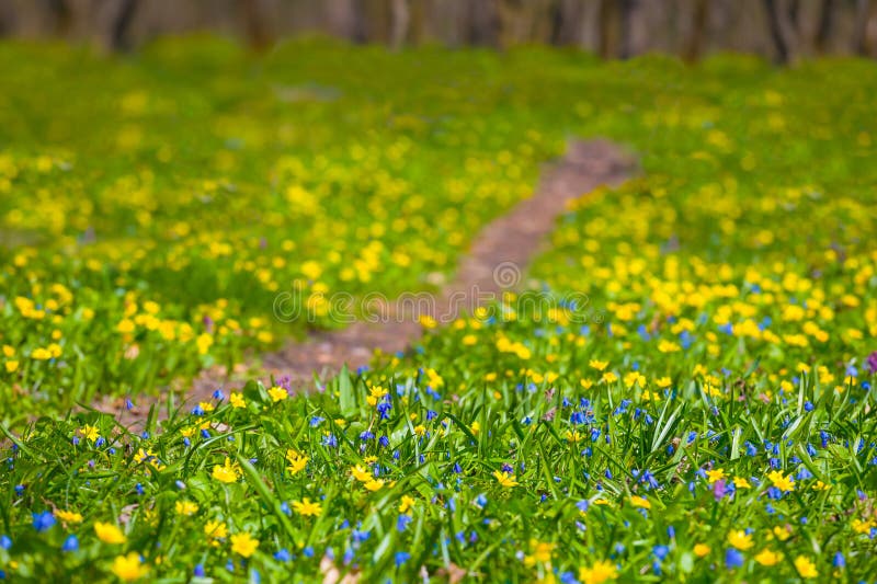 Road through the Forest Glade Covered by Flowers Stock Image - Image of ...