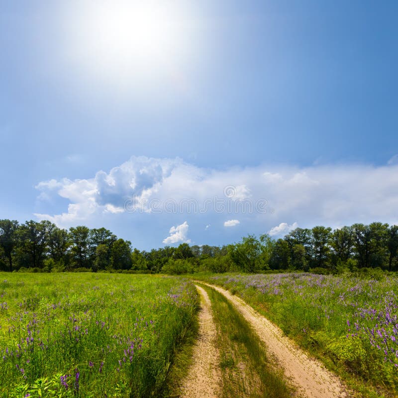 Road among Forest Glade at Summer Sunny Day Stock Illustration ...