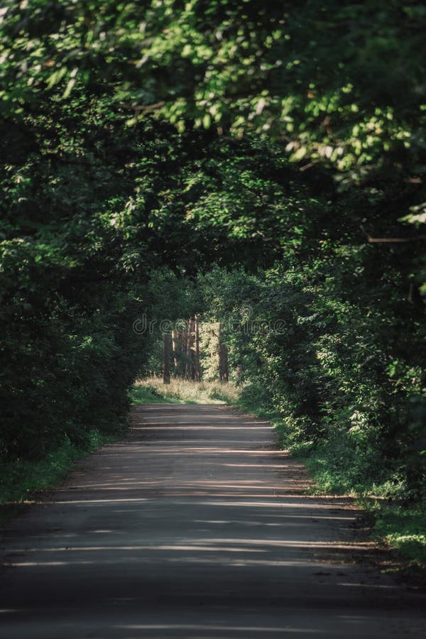 Forest Road between Green Trees Stock Image - Image of leaf, morning ...